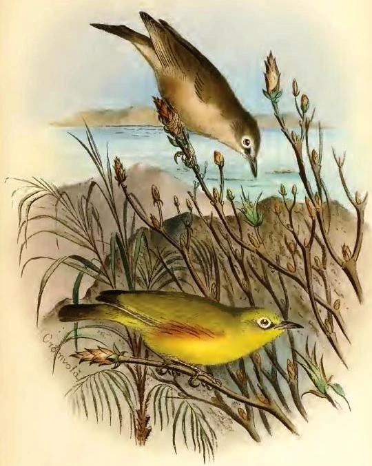 Zosterops semiflavus | Prehistoria Fandom | Fandom