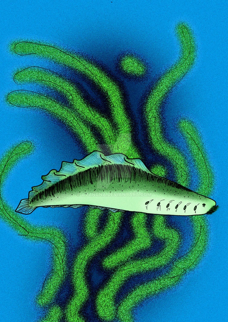 Haikouella | Prehistoria Fandom | Fandom