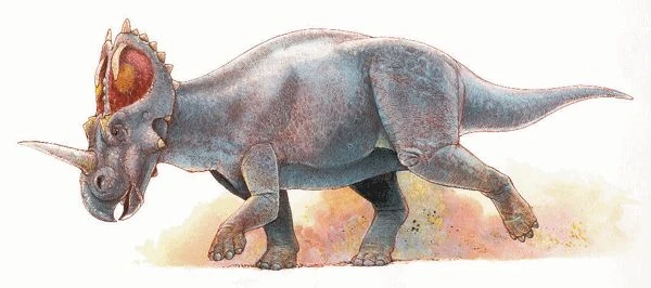 Eucentrosaurus | Prehistoria Fandom | Fandom
