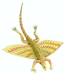 Kuehneosaurus | Prehistoria Fandom | Fandom