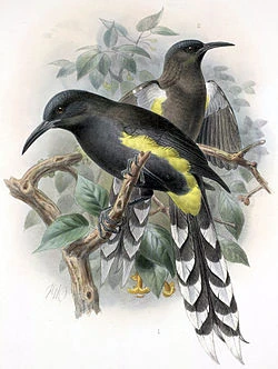 Moho apicalis | Prehistoria Fandom | Fandom