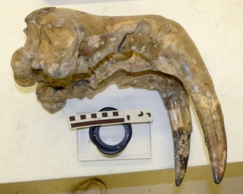 Valenictus | Prehistoria Fandom | Fandom