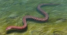 Ophiderpeton | Prehistoria Fandom | Fandom