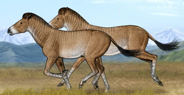 Hipparion | Prehistoria Fandom | Fandom