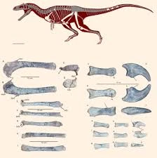 Macrogryphosaurus | Prehistoria Fandom | Fandom