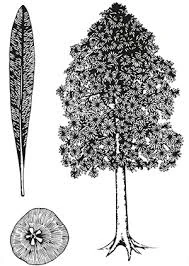 Gangamopteris | Prehistoria Fandom | Fandom