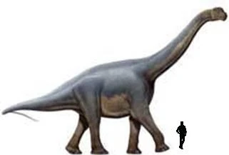 Aragosaurus | Prehistoria Fandom | Fandom
