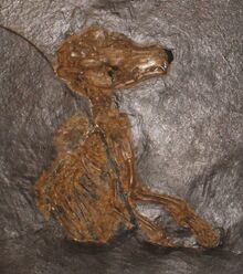 Lesmesodon | Prehistoria Fandom | Fandom