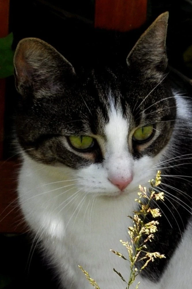 Cat Niss | Wiki Premonição Fanfictions | Fandom