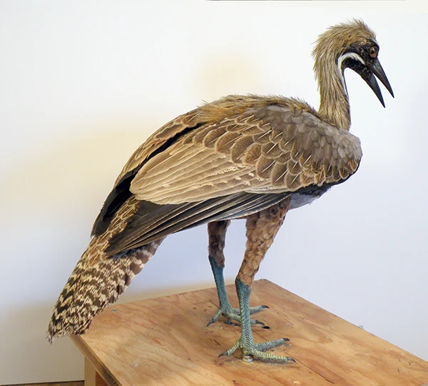 Галлинулоид | Вымершие животные вики | Fandom