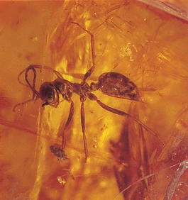 Сфекомирма | Вымершие животные вики | Fandom