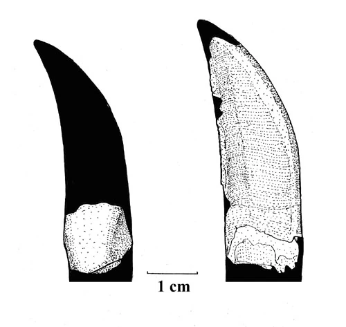 Продейнодон | Вымершие животные вики | Fandom