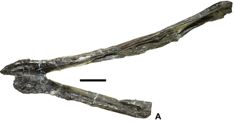 Доратодон | Вымершие животные вики | Fandom