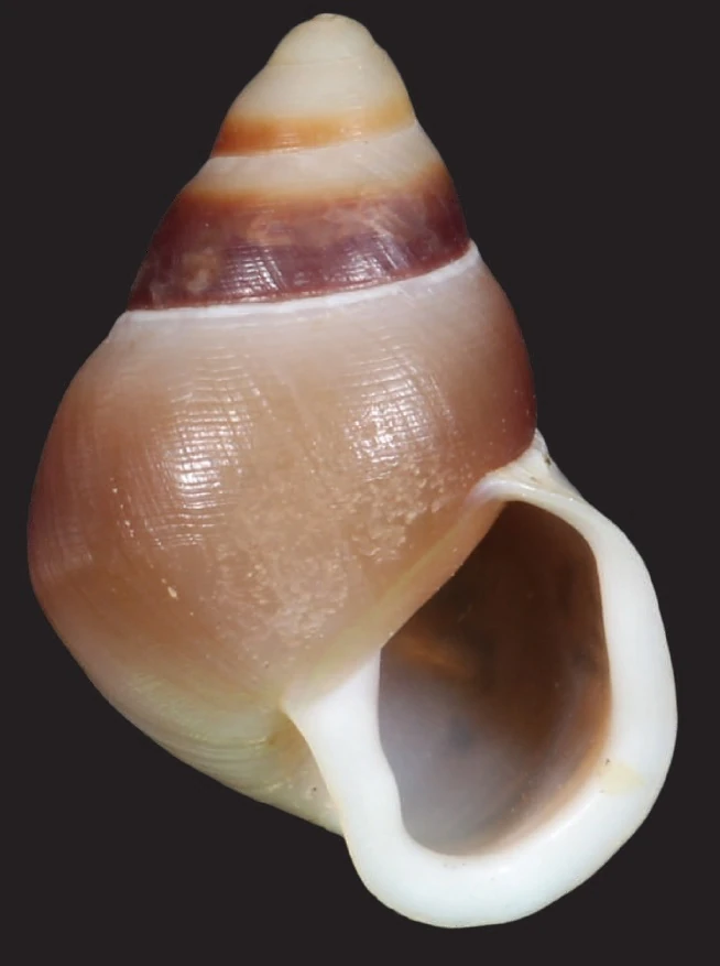 Partula langfordi | Вымершие животные вики | Fandom