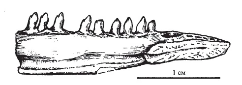 Малазавр | Вымершие животные вики | Fandom