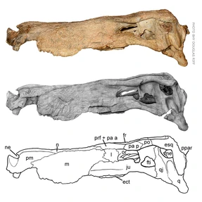 Стратиотозух | Вымершие животные вики | Fandom