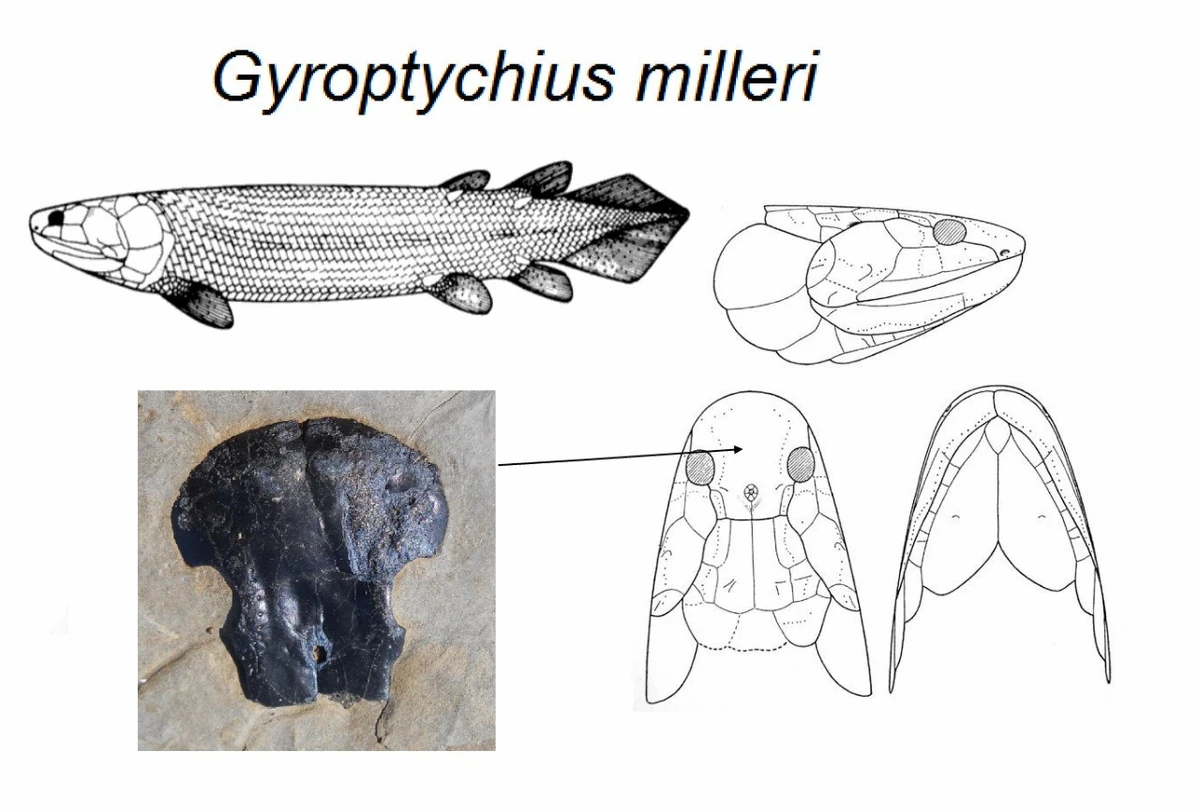 Гироптихий | Вымершие животные вики | Fandom