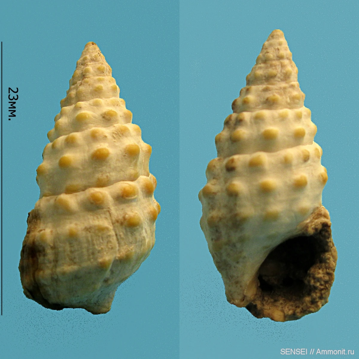 Cerithium cattleyae | Вымершие животные вики | Fandom