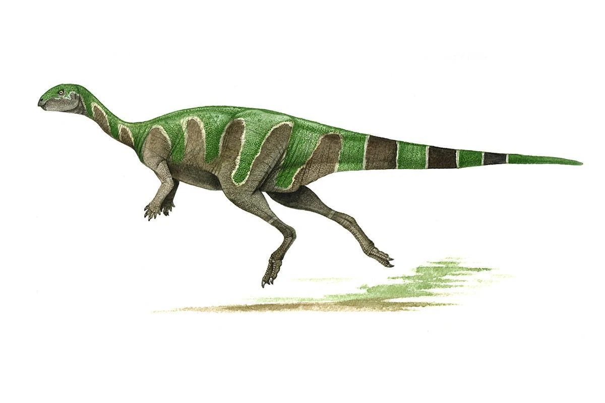 Вальдозавр | Вымершие животные вики | Fandom