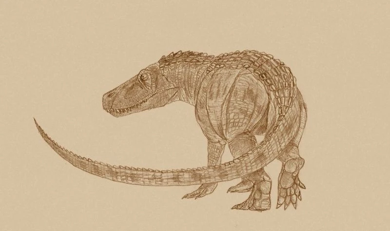 Fasolasuchus