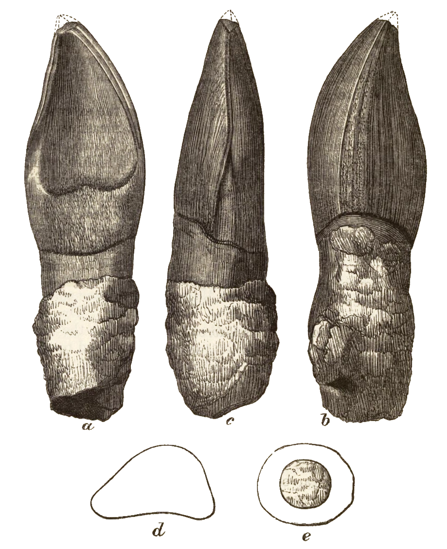 Оплозавр | Вымершие животные вики | Fandom