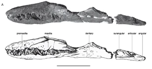 Крионект | Вымершие животные вики | Fandom