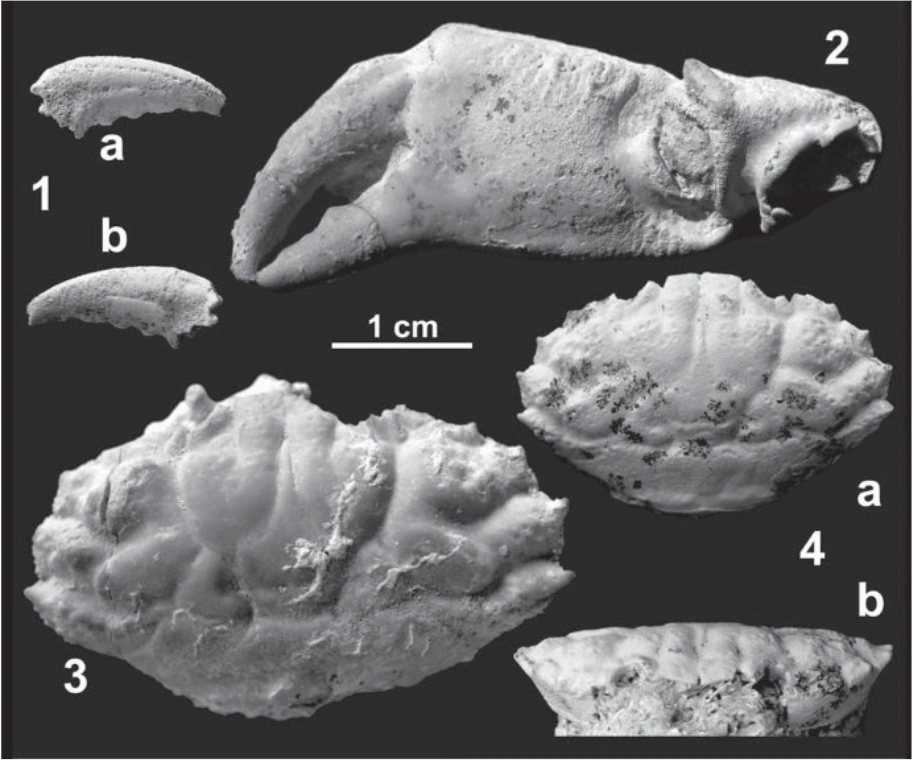 Xantho moldavicus | Вымершие животные вики | Fandom