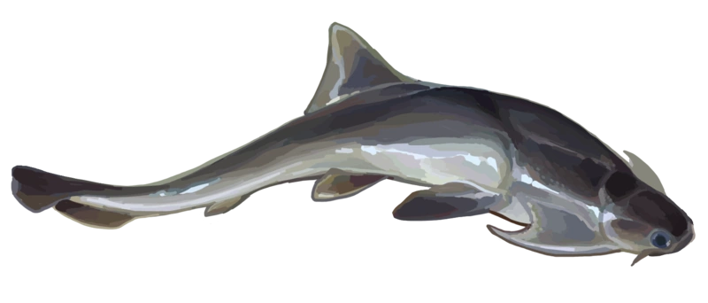 Диксоностей | Вымершие животные вики | Fandom