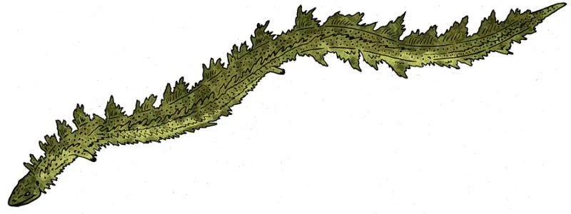 Адриозавр | Вымершие животные вики | Fandom