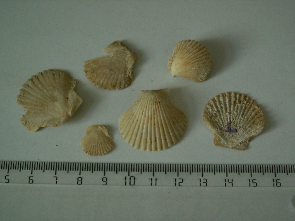 Pecten besseri | Вымершие животные вики | Fandom