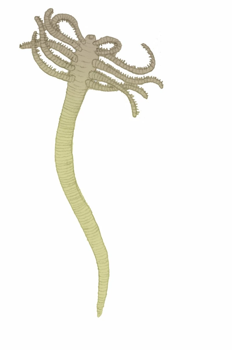 Фацивермис | Вымершие животные вики | Fandom