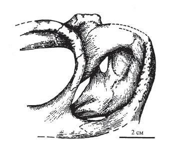 Нотосиодон | Вымершие животные вики | Fandom