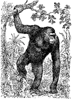 Дриопитек | Вымершие животные вики | Fandom