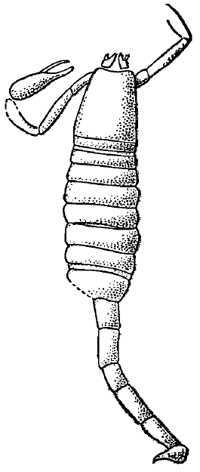 Долихофон | Вымершие животные вики | Fandom