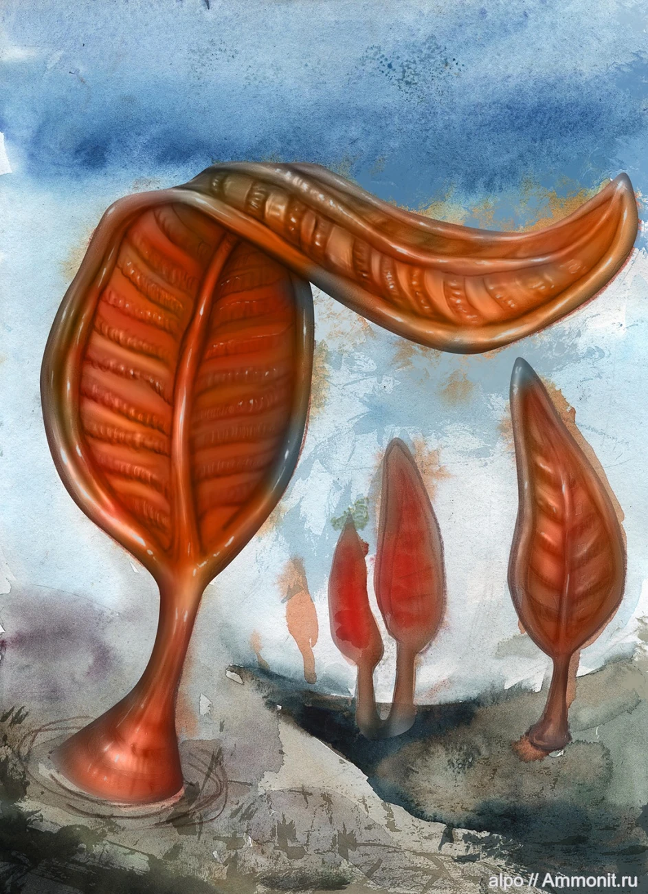 Чарниодиск | Вымершие животные вики | Fandom