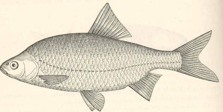 Rutilus rutilus pleistocaenicus | Вымершие животные вики | Fandom