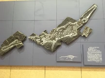 Утацузавр | Вымершие животные вики | Fandom