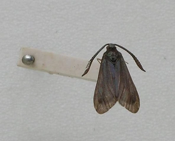 Levuana irridescens | Вымершие животные вики | Fandom