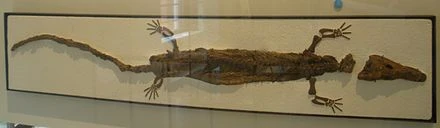 Крикот | Вымершие животные вики | Fandom