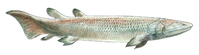 Кабоннихтис | Вымершие животные вики | Fandom