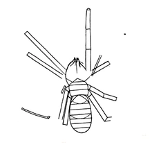 Протосольпуга | Вымершие животные вики | Fandom