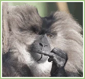 Lion-Tailed Macaque (Macaca silenus) | Primate Planet Wiki | Fandom