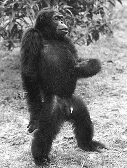 Faben | Primate Wiki | Fandom