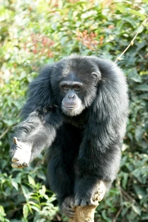 Bruno | Primate Wiki | Fandom