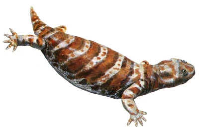 Cistecephalus (PnF Primeval) | Primeval Fanon Wiki | Fandom