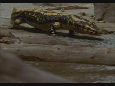 Hynerpeton (PX) | Primeval Fanon Wiki | Fandom