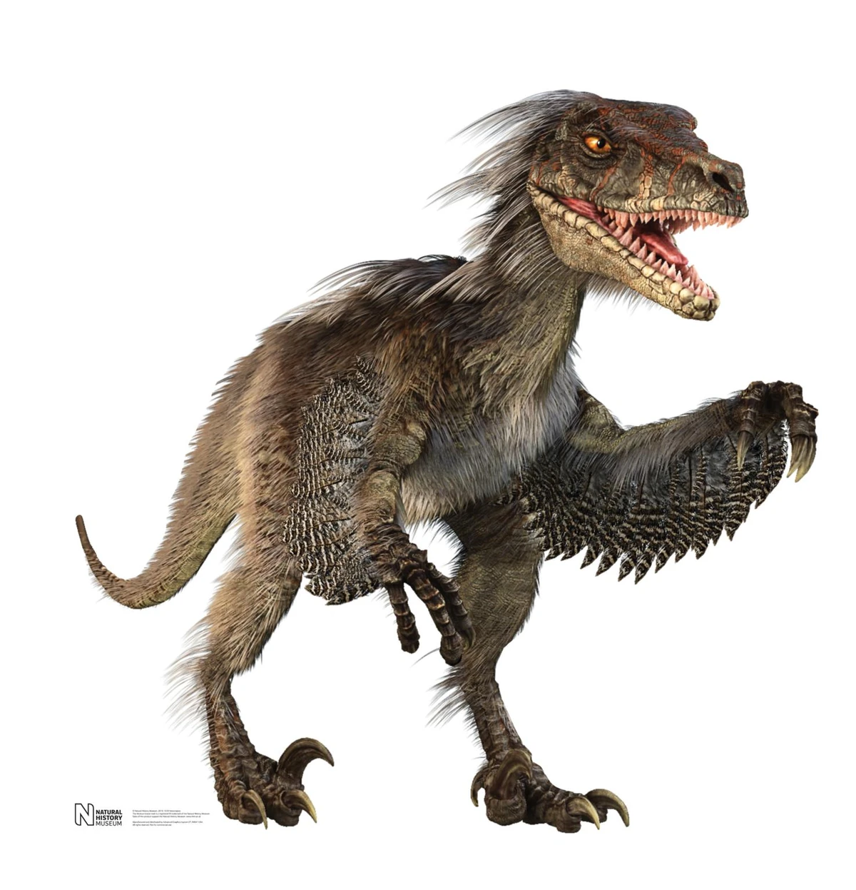 Velociraptor (PR) | Primeval Fanon Wiki | Fandom