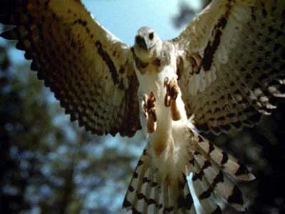 Haast Eagle (PX) | Primeval Fanon Wiki | Fandom