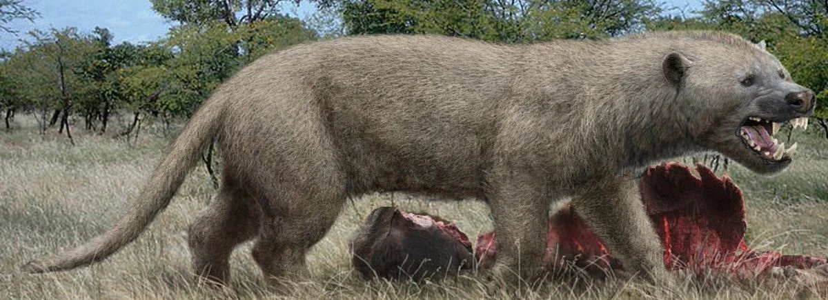 Megistotherium Skull