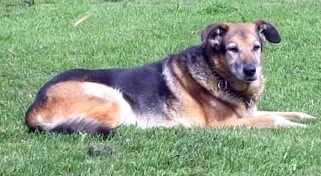 Dog | Primeval: The Reboot Wiki | Fandom